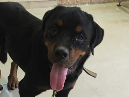 rottweiler found