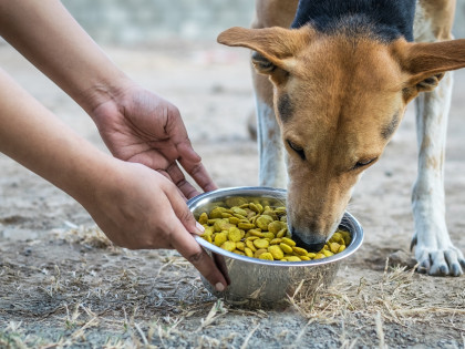 Help Me To Feed Stray Dogs - Ketto