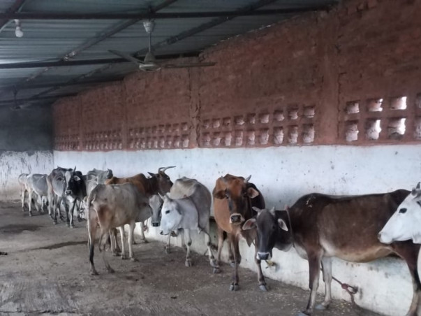 HELP THE NGO BUILD SHELTER FOR NEEDY COWS