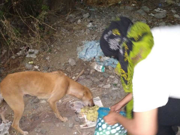 Help us to continue helping the stray dogs