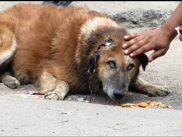 Help to feed stray dogs