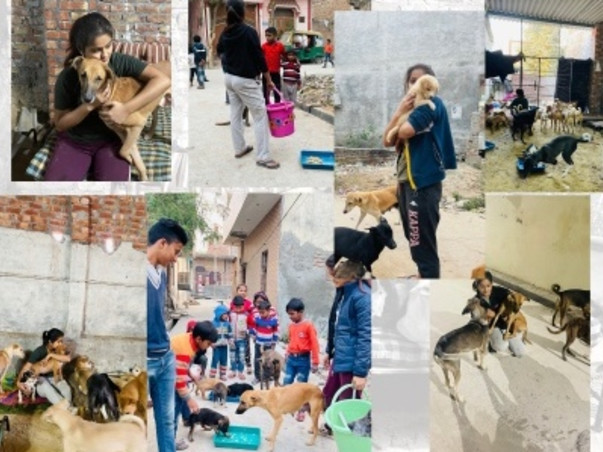 Help Stray Fight With Winter