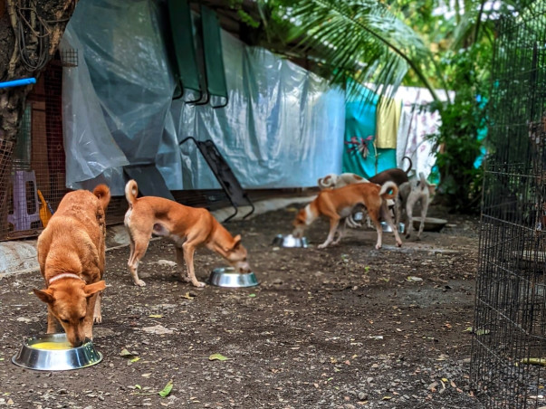 Help Shelter to build sheds for stray dogs for monsoons