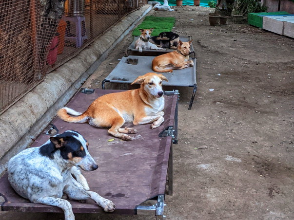 Help Shelter to build sheds for stray dogs for monsoons