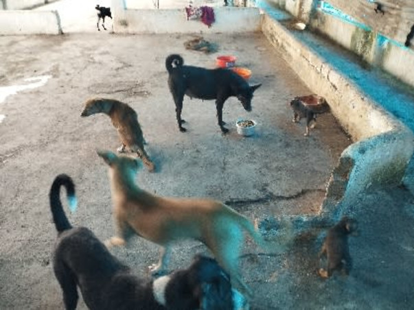 Help our NGO to raise funds for Stray Animals