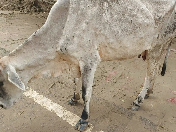 Save Lumpy skin disease suffering gaumata and nandi