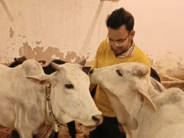Cow Seva For Small Gaushala