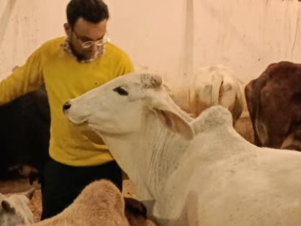 Cow Seva For Small Gaushala