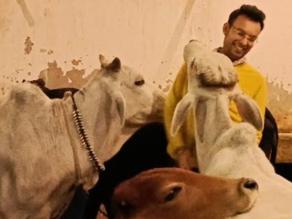Cow Seva For Small Gaushala