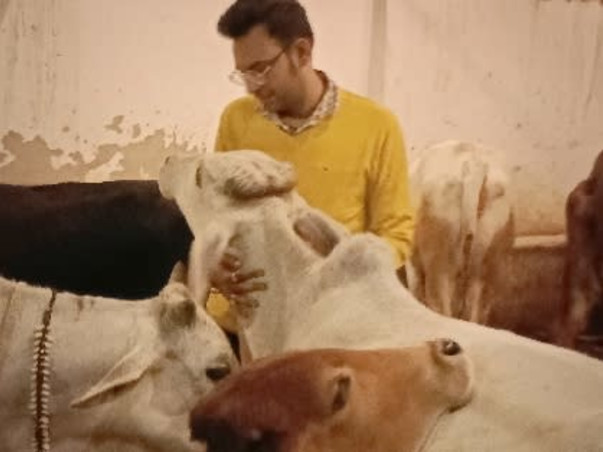 Cow Seva For Small Gaushala