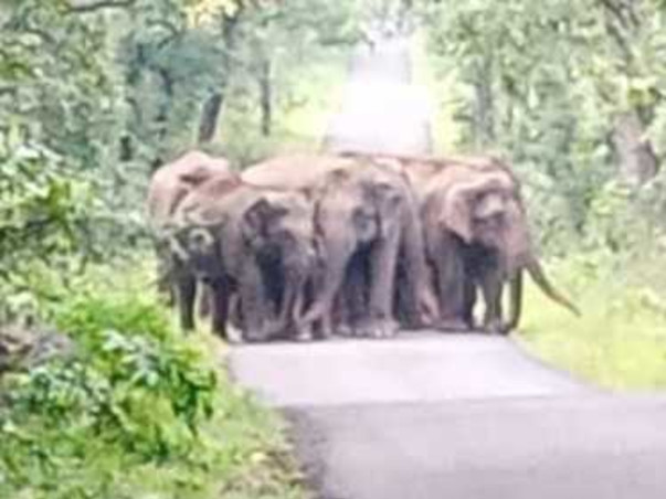 Conservation And Mitigation Plan To Reduce Human-Elephant Conflict