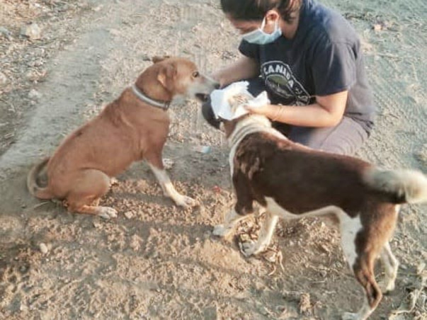 Help Stray Dogs Get Food And Medical Help