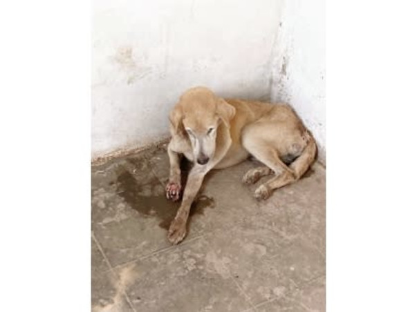 Support For Injured Stray Animals