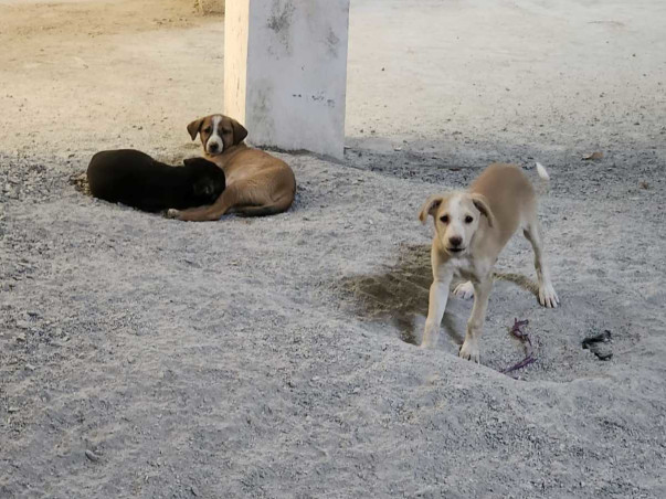Need Support For 'Welfare of Community Dogs'