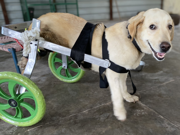 Help us to build home for Paralyzed (special need) dogs