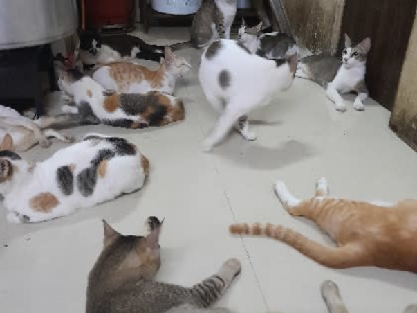 Help My Furry Friends To Build a Shelter Home