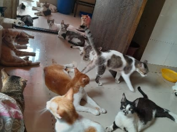 Help My Furry Friends To Build a Shelter Home