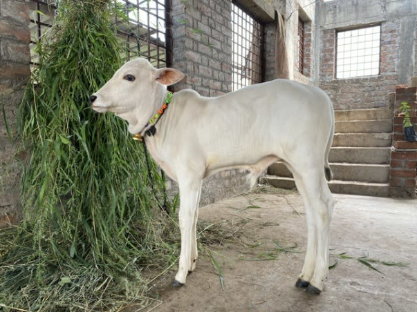 Lakshmi Narayan Gaushala for desi cows