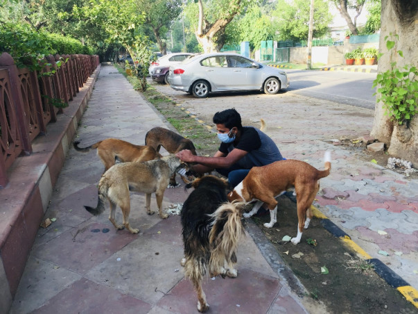 Help Fetching Friends to Feed & Rescue More Strays
