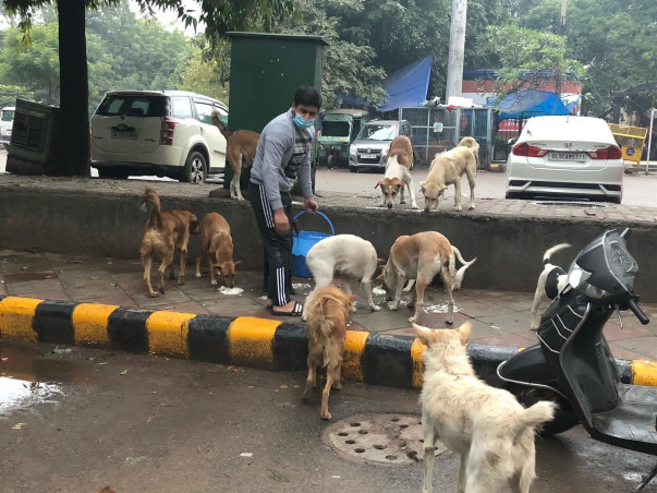 Help Fetching Friends to Feed & Rescue More Strays