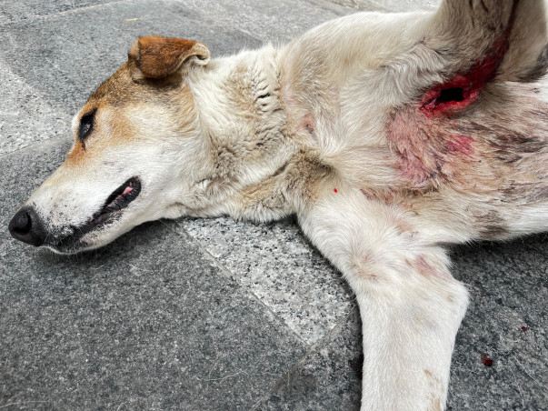 Help Fetching Friends to Feed & Rescue More Strays