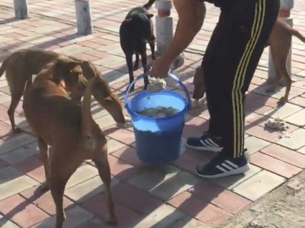 Help Fetching Friends to Feed & Rescue More Strays