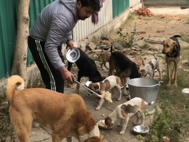 Help Fetching Friends to Feed & Rescue More Strays