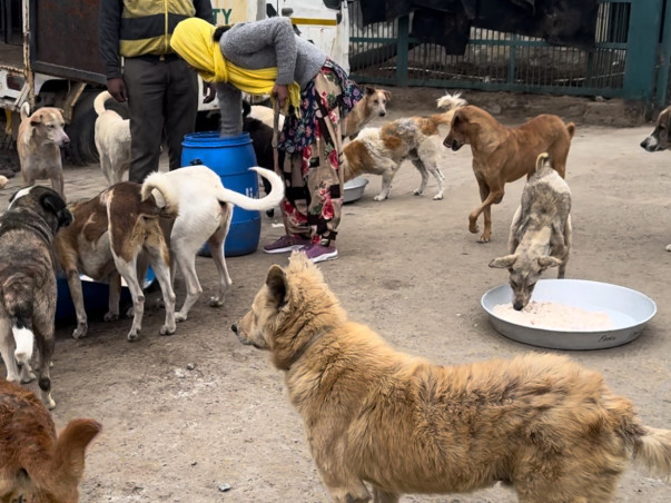 Supporting 2900 animals: A fundraiser for two shelters