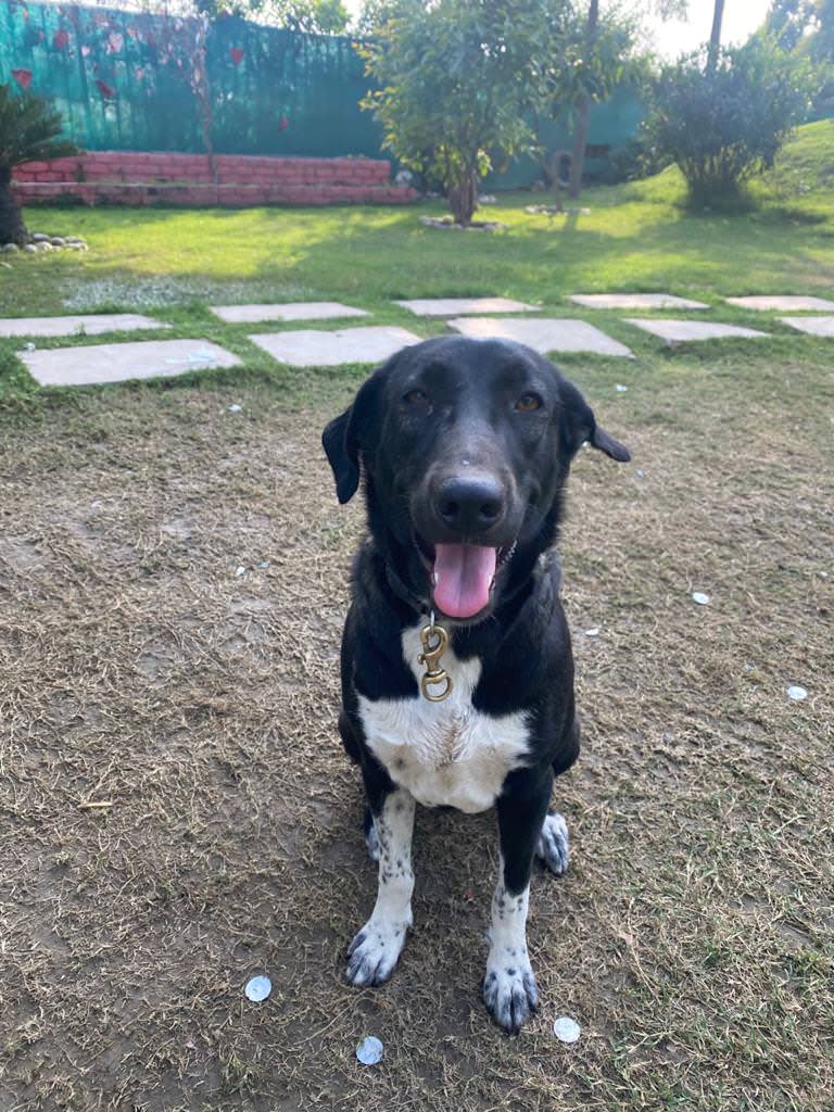 Help The Stray Animals Of Noida (feeding, Treatments & Adoptions) - Ketto